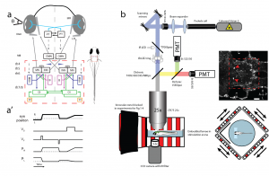 Research | Arrenberg Lab